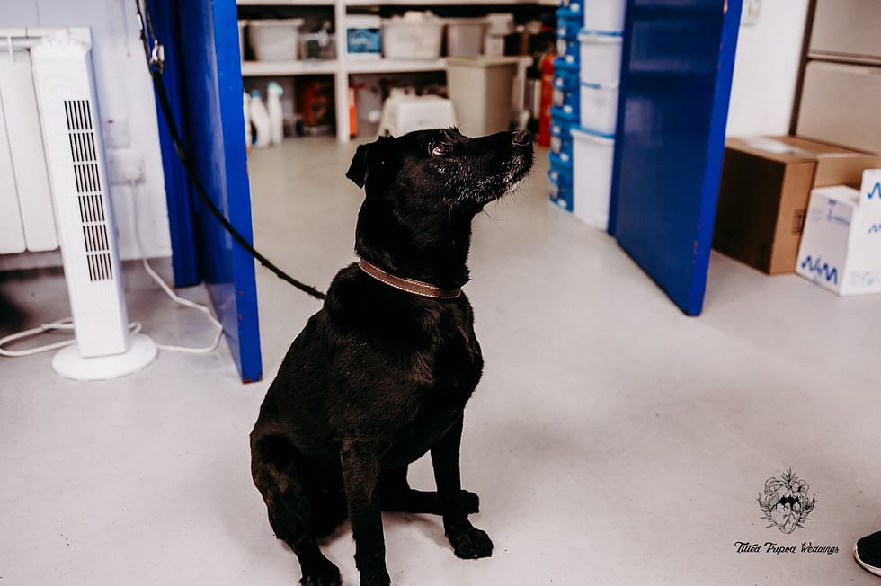 Factsheets | Killaloe Vets